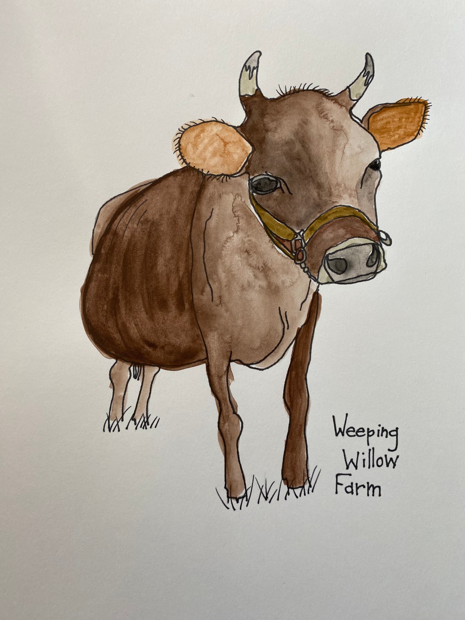 Meet the Cows – Weeping Willow Farm